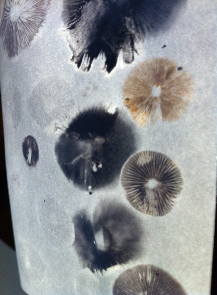 Spore prints – Angela Rowe