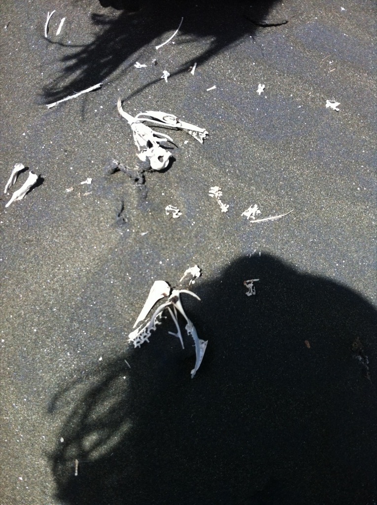Beach and bird bones – Angela Rowe