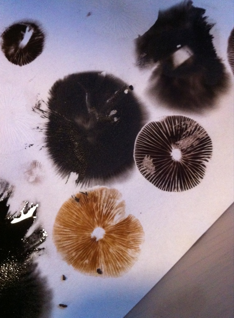 Spore prints – Angela Rowe