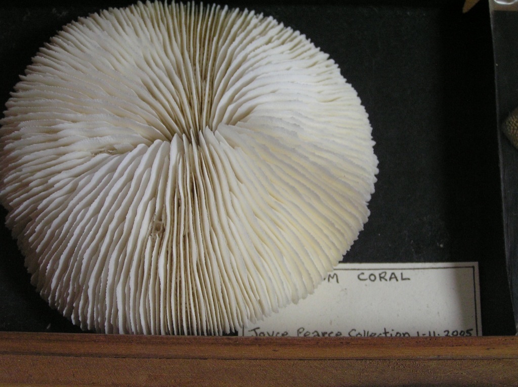 cigar box latch mushroom coral – Angela Rowe