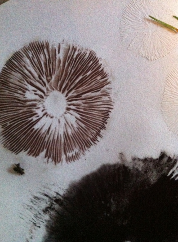 Spore prints – Angela Rowe